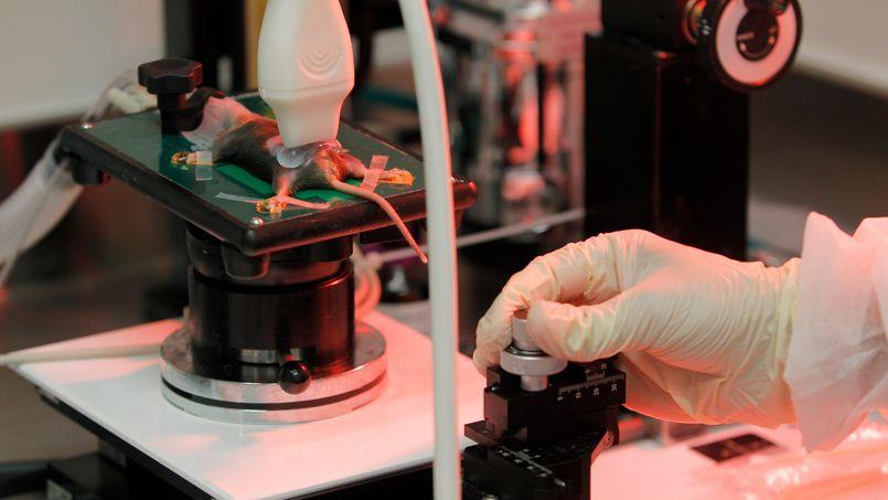 Cancer : observer la souris pour soigner l'homme