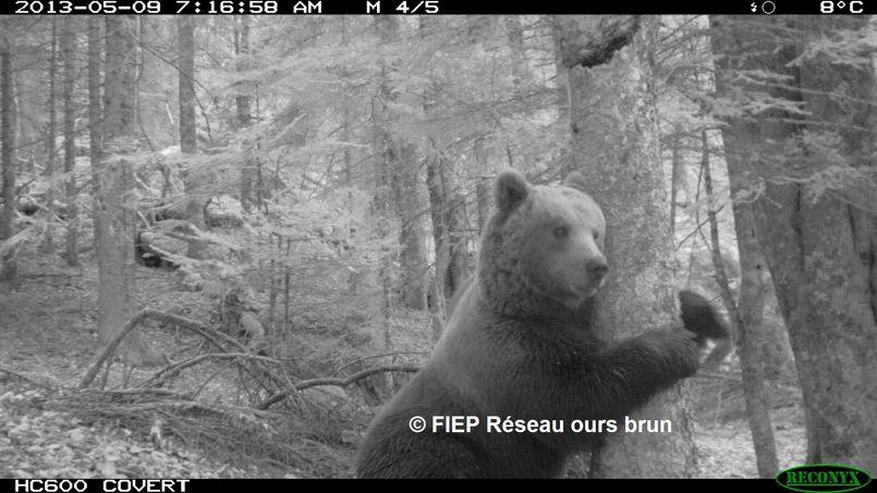 Des photos rares d'ours bruns des Pyrénées