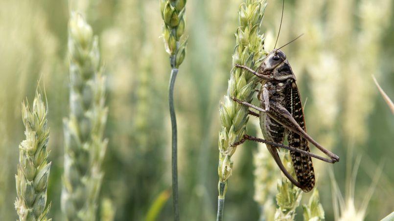 Climat : les ravageurs gagnent du terrain