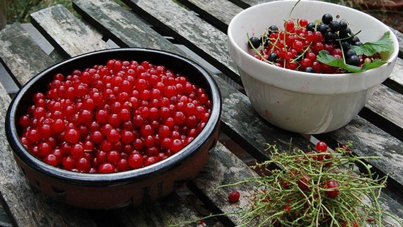 Au jardin ce week-end : plantez les fruits rouges