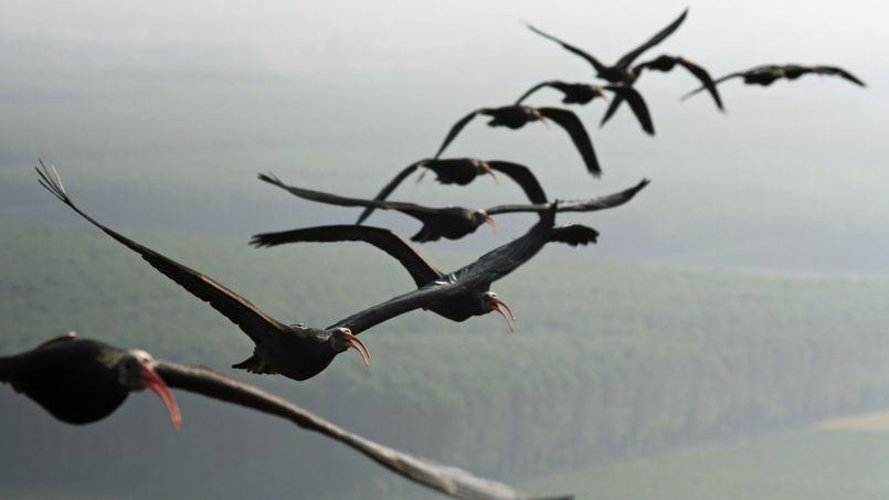 Le vol en V, ou la stratégie du moindre effort