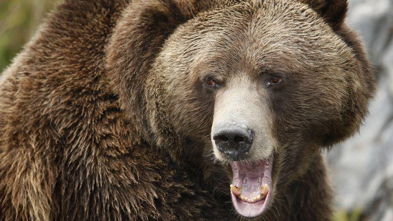 Dans la peau - et les yeux - de l'ours
