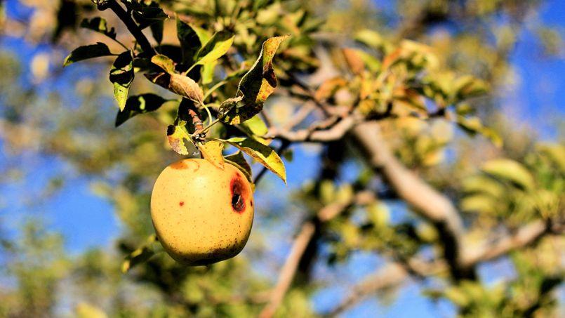 Au jardin ce week-end : perturbez les noces du «ver» de la pomme