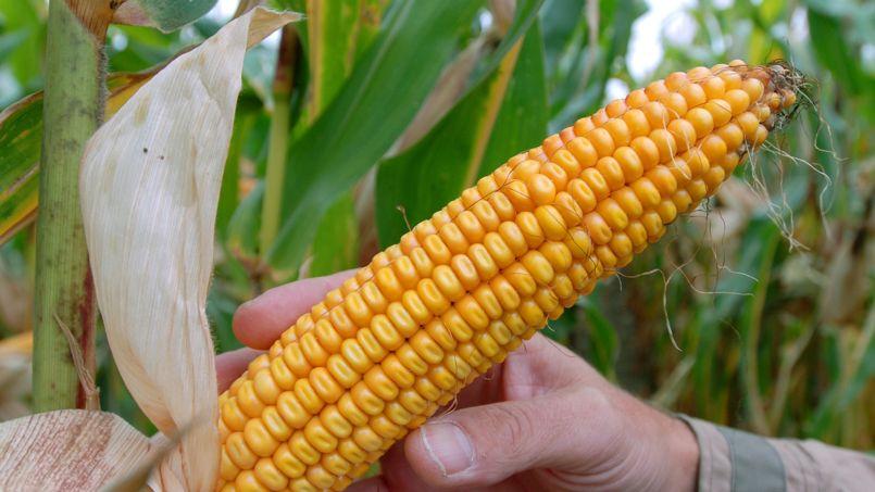 Deux bonnes nouvelles pour les anti-OGM