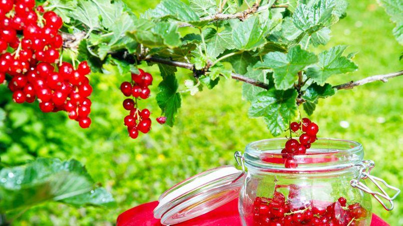 Cassis, framboise, groseille : c'est le moment de planter
