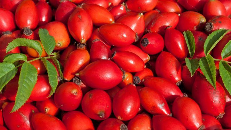 Tous les cynorhodons sont-ils comestibles