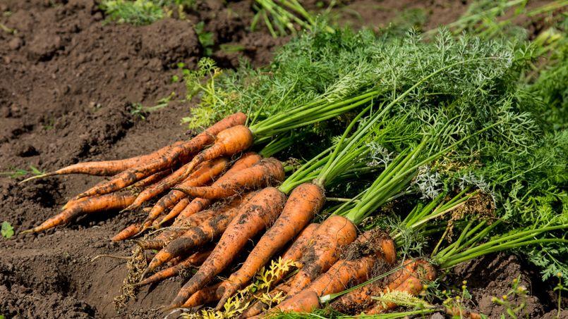Comment obtenir de belles carottes en sol argileux