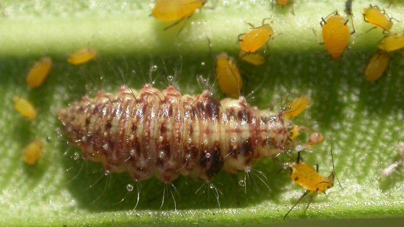 Acariens : par quels moyens s'en prémunir