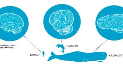 Des baleines qui nous ressemblent