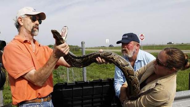 La Floride déclare ouverte la chasse aux pythons