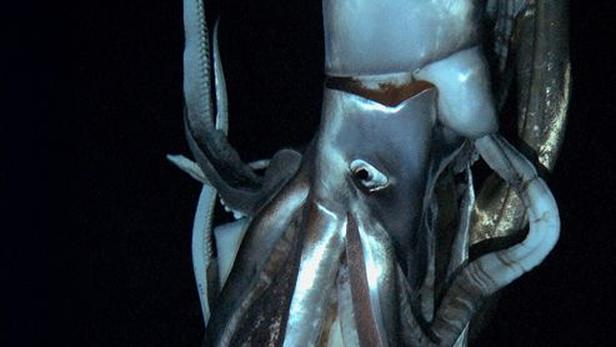 Le premier calmar géant filmé dans son habitat naturel