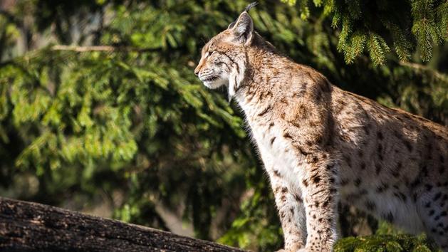 Les grands carnivores européens sont en pleine forme