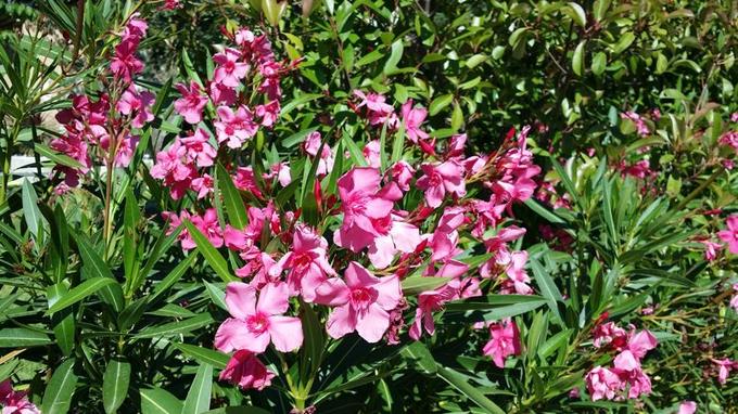 Laurier-rose, l'éclat de la Méditerranée