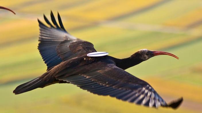 Le vol en V, ou la stratégie du moindre effort