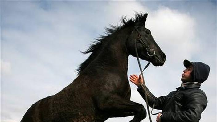 Léa Lansade lit l'avenir des jeunes chevaux