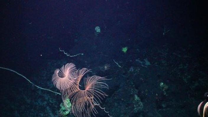 Le peuple des abysses se dévoile