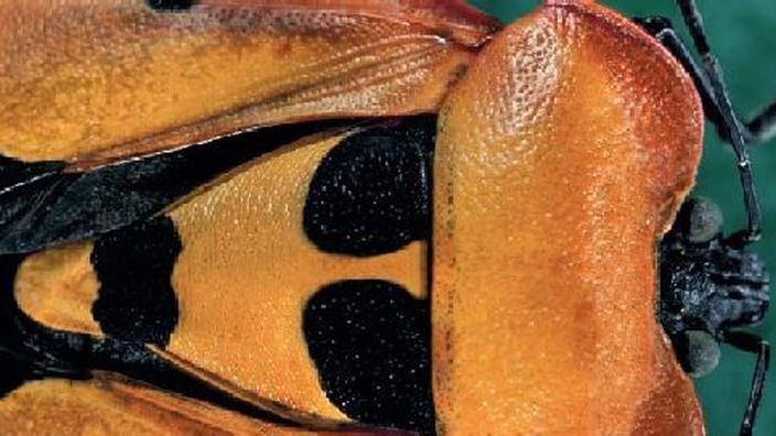 Drôles d'insectes : photographies insolites de Philippe Blanchot