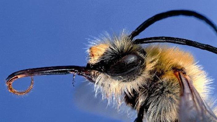 Drôles d'insectes : photographies insolites de Philippe Blanchot