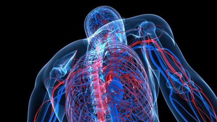 William Harvey, maître de la circulation du sang