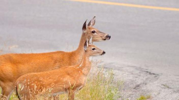 Collision avec un animal : êtes-vous bien assuré