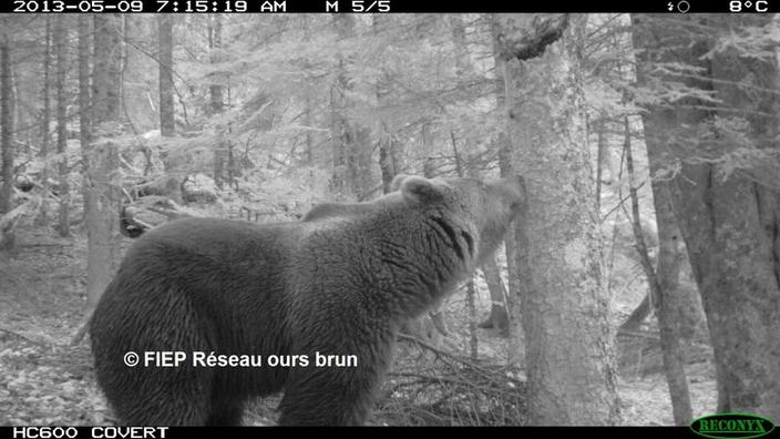Des photos rares d'ours bruns des Pyrénées