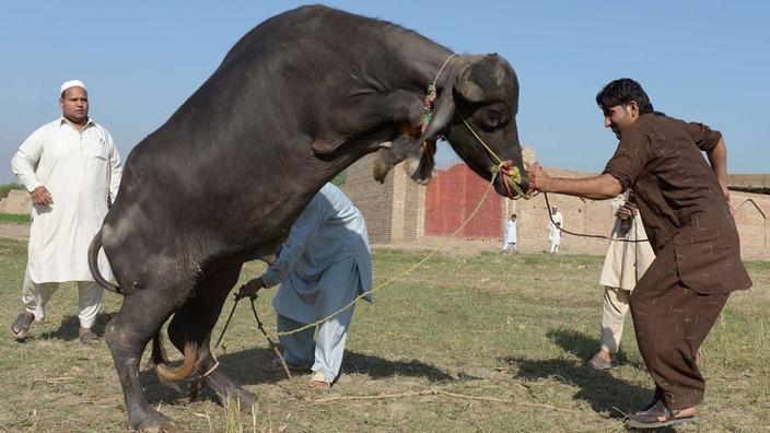 Plus d'un milliard de musulmans fêtent l'Aïd al-Adha à travers le monde