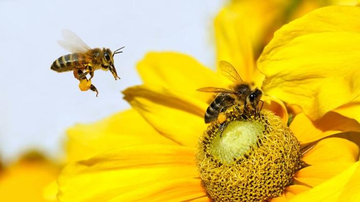 Préserver les pollinisateurs sauvages est un enjeu majeur pour l ...