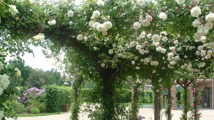En piste pour le tour de France des roseraies