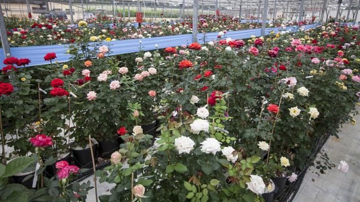 Création de nouvelles roses : Delbard livre ses secrets