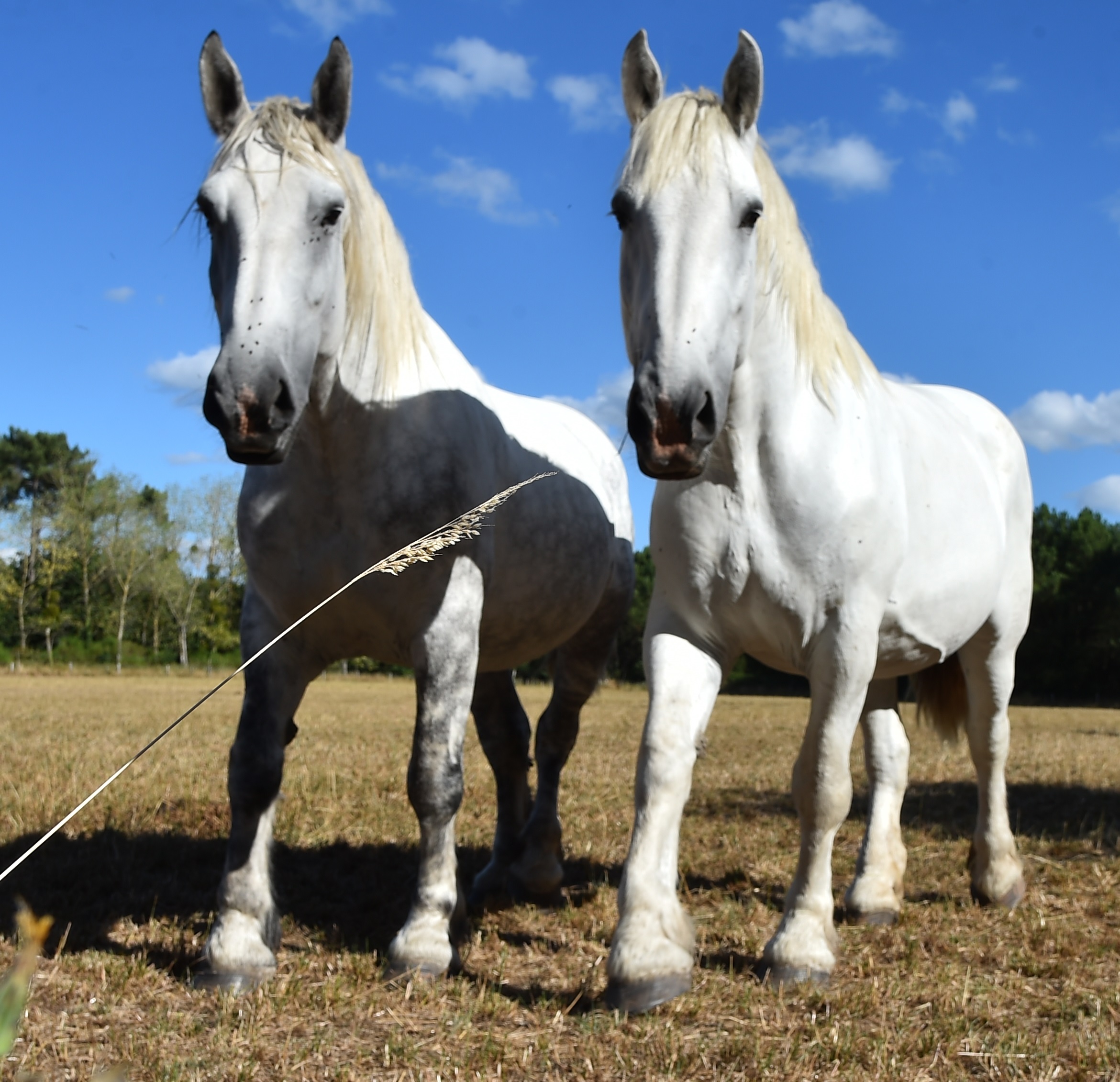 L'appel au secours pour sauver des chevaux de la boucherie