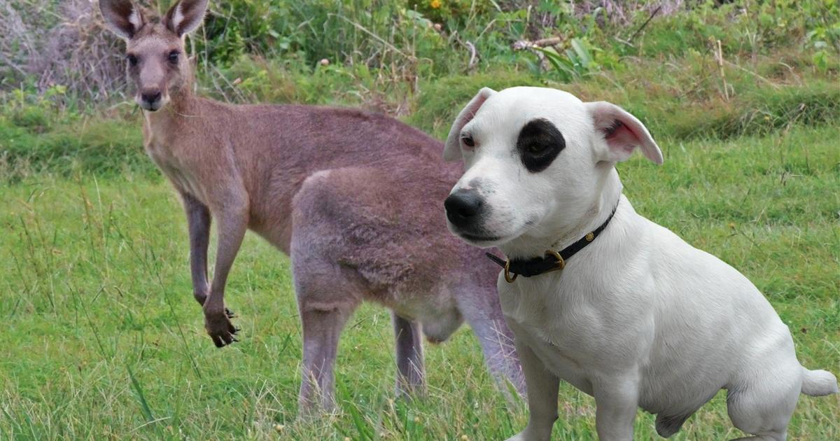 ADECK Le chien de Christophe Dechavanne