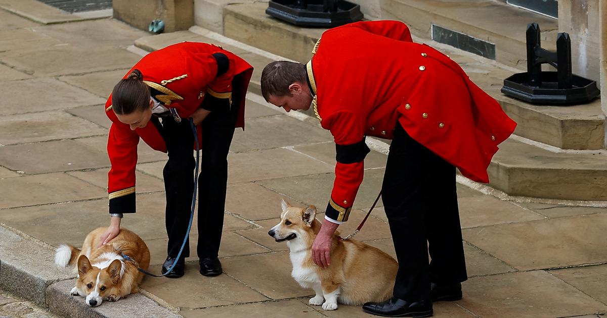 Funérailles d’Elizabeth II : l’apparition inattendue… des corgis de la ...