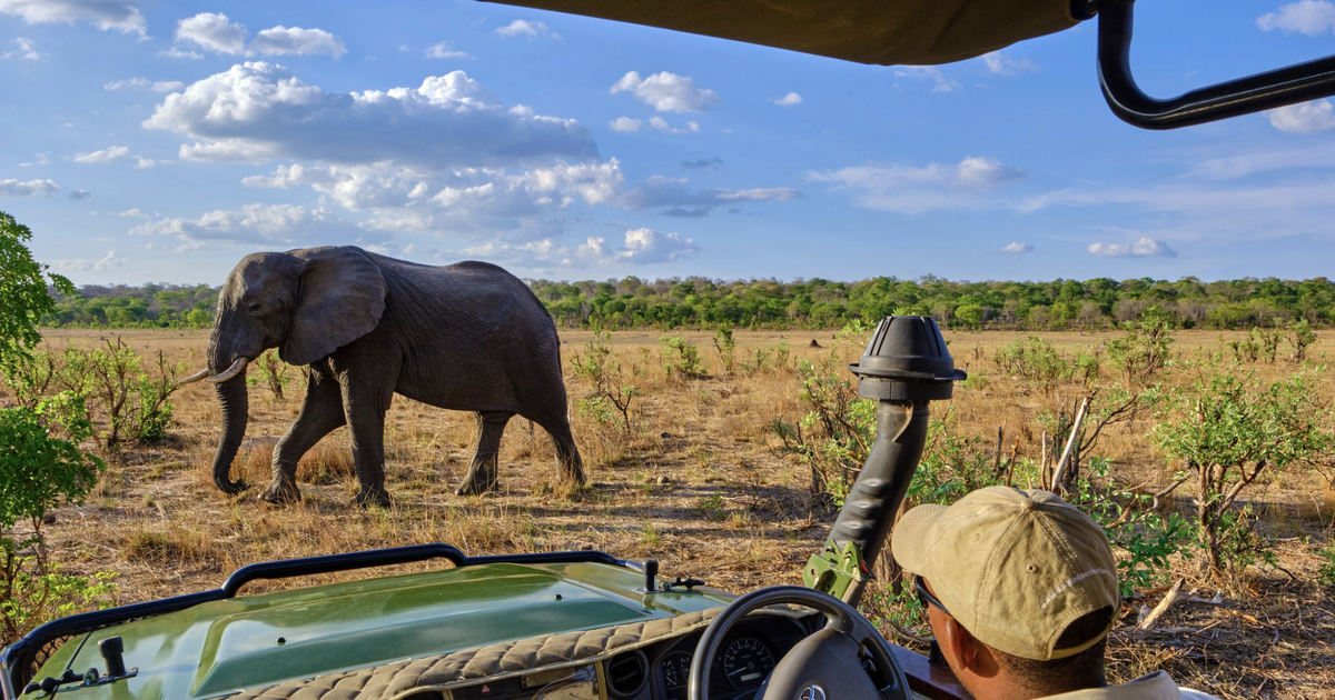 Visite guidée du Zimbabwe : immersion totale au cœur de la nature sauvage