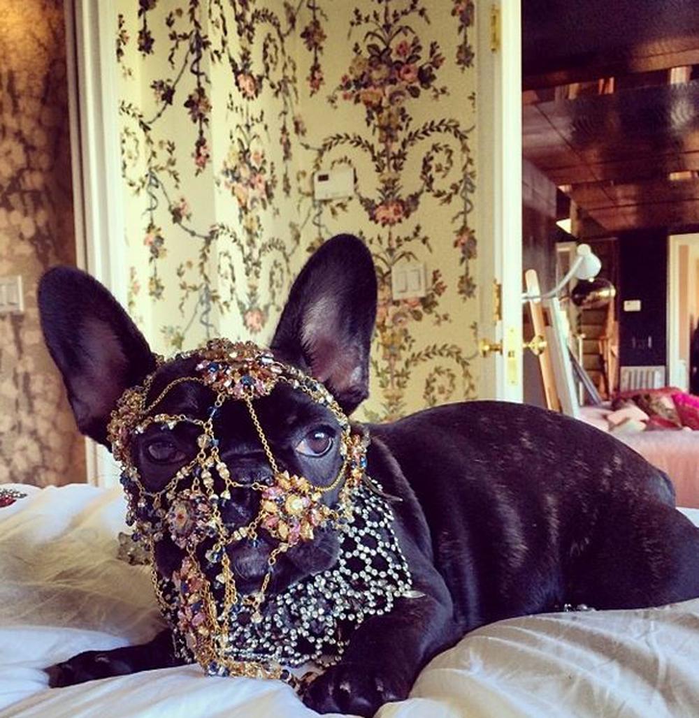 Marc Jacobs dédie un livre à son chien, star d'Instagram