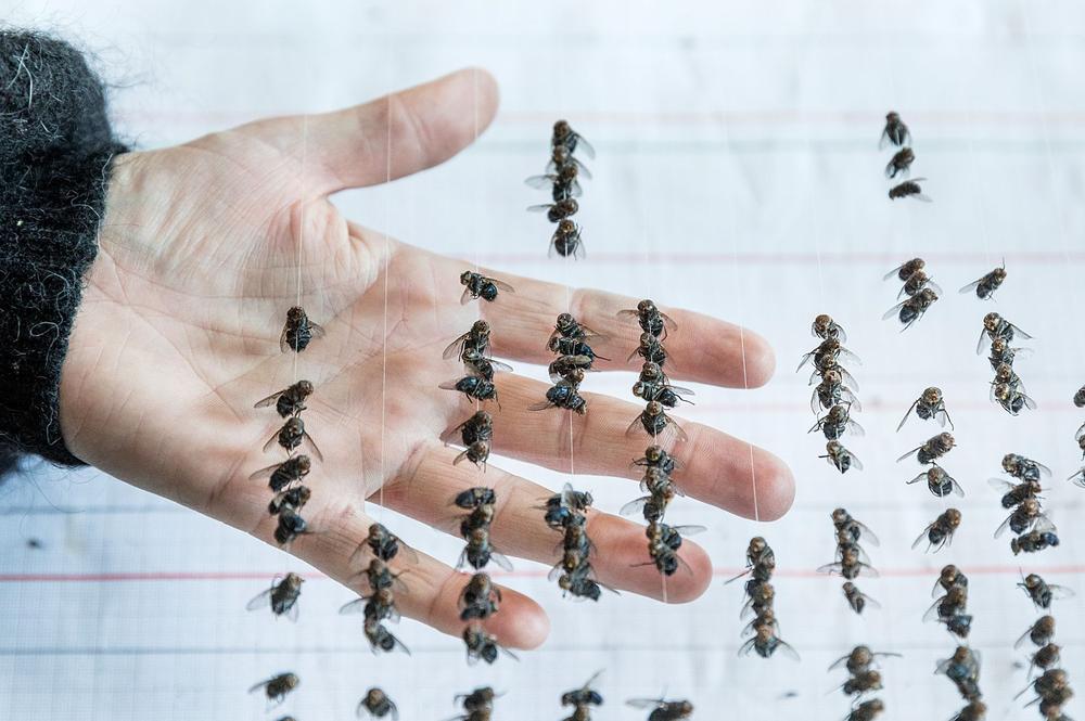 Visite guidée dans l'atelier de Claire Morgan, l'artiste qui fait mouche