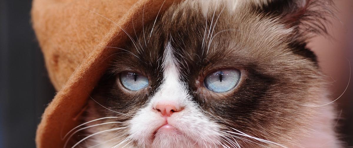 Grumpy Cat, le chat grincheux, est mort - Madame Figaro