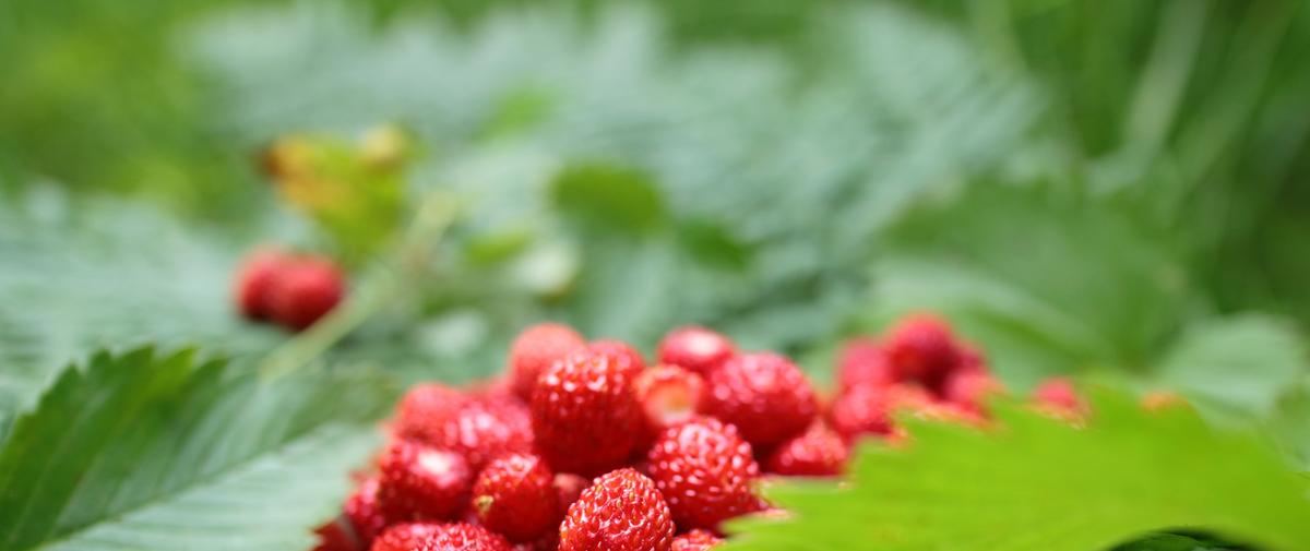 Recettes fraise des bois - Cuisine / Madame Figaro