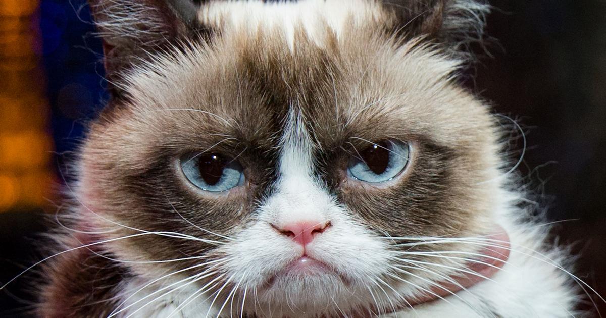 Grumpy Cat, Choupette, ces chats qui rapportent...