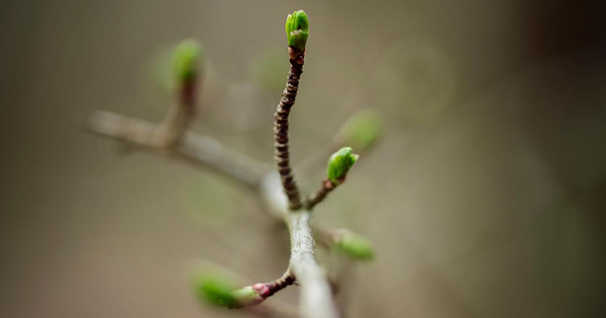 La gemmothérapie, les bourgeons de plantes pour soulager les maux au ...
