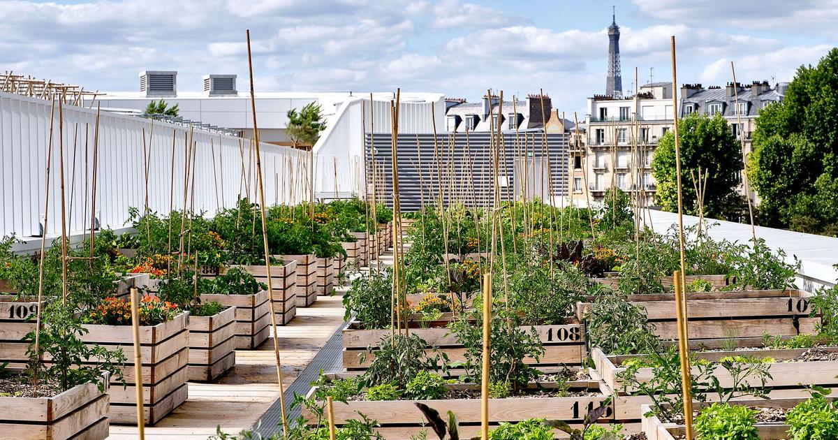 Ces femmes qui construisent des fermes high-tech sur les toits des villes