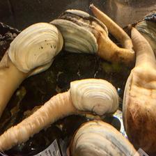 Le panope, l'étrange mollusque que les connaisseurs s'arrachent