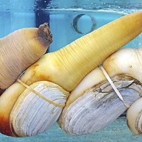 Le panope, l'étrange mollusque que les connaisseurs s'arrachent