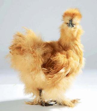 Ma petite poule