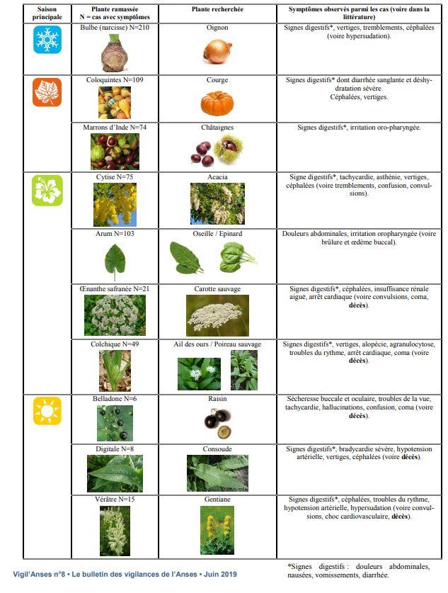 Cueillette sauvage : les bons réflexes pour éviter les plantes toxiques