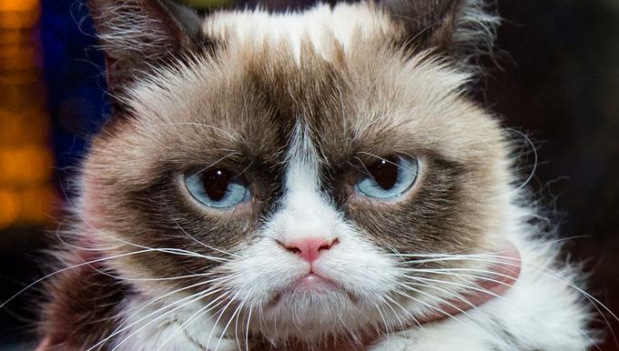 Grumpy Cat, Choupette, ces chats qui rapportent...