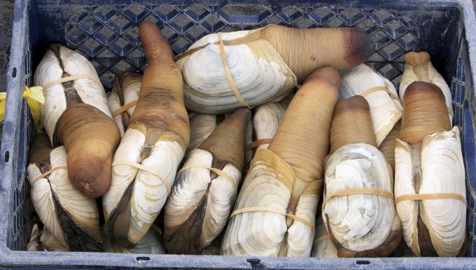 Le panope, l'étrange mollusque que les connaisseurs s'arrachent