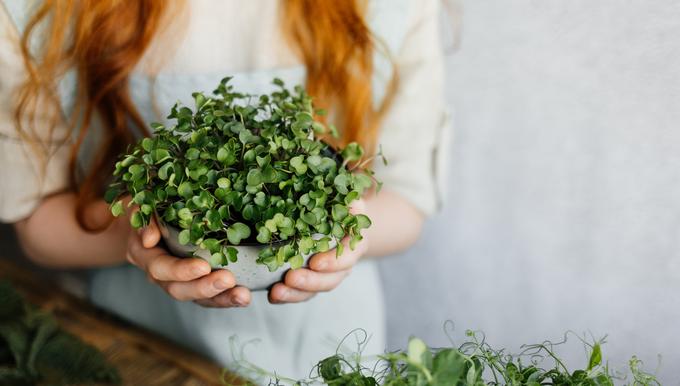 Comment cultiver salades et jeunes pousses dans sa cuisine