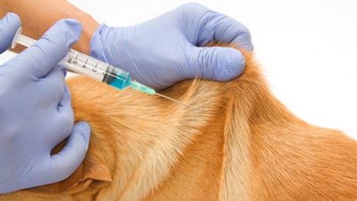 Chien et chat: le vaccin contre la rage n'est efficace qu'un an